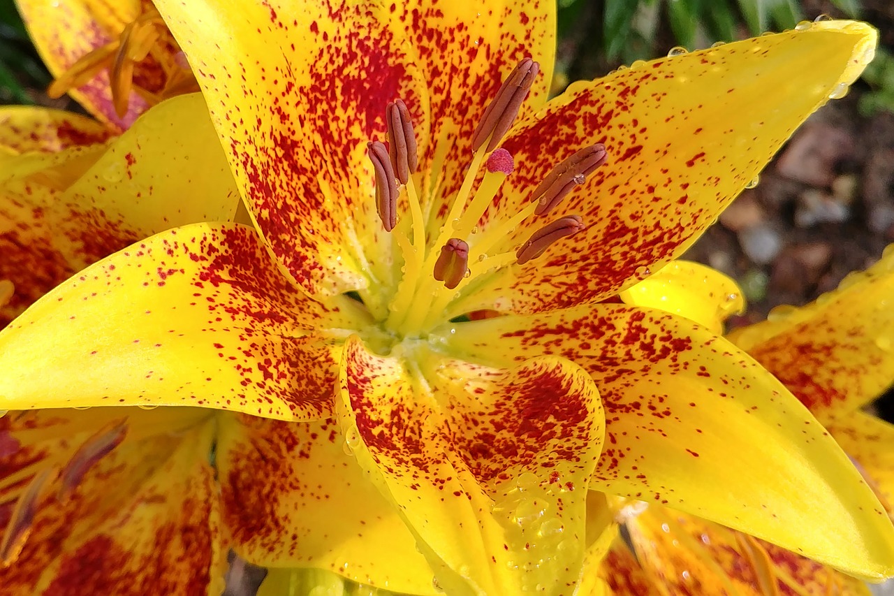 Lily Flower Dew - Free photo on Pixabay - Pixabay