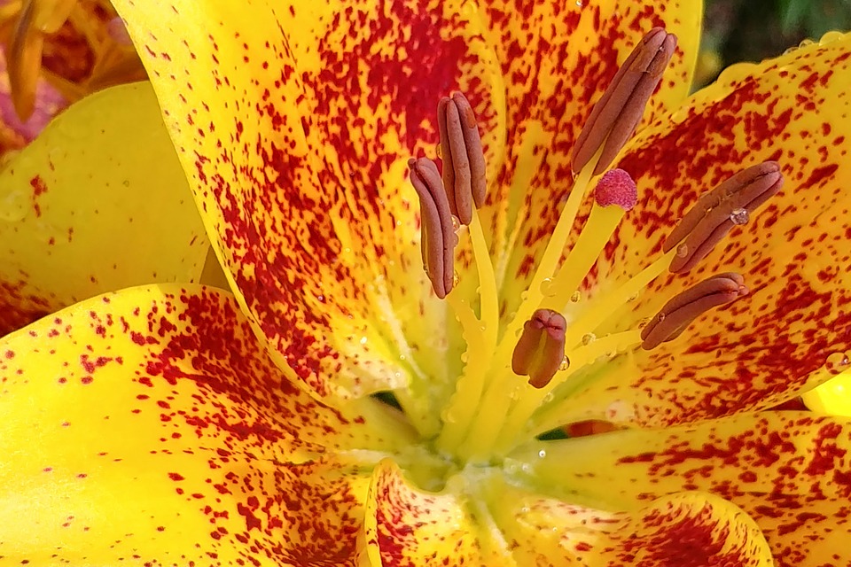 Lily Flower Dew - Free photo on Pixabay - Pixabay