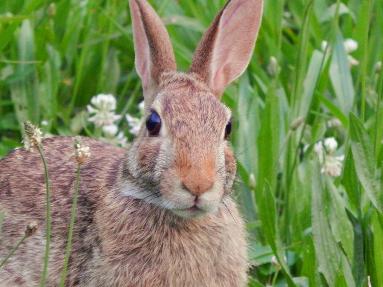 Hase Langohr Kaninchen-Ohren - Kostenloses Foto auf Pixabay - Pixabay