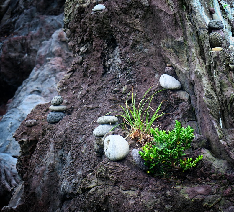 A Plant In Crevice Of Rock - Free photo on Pixabay - Pixabay