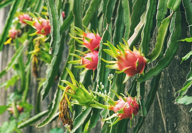 Buah Naga Buah-Buahan Makanan - Foto gratis di Pixabay