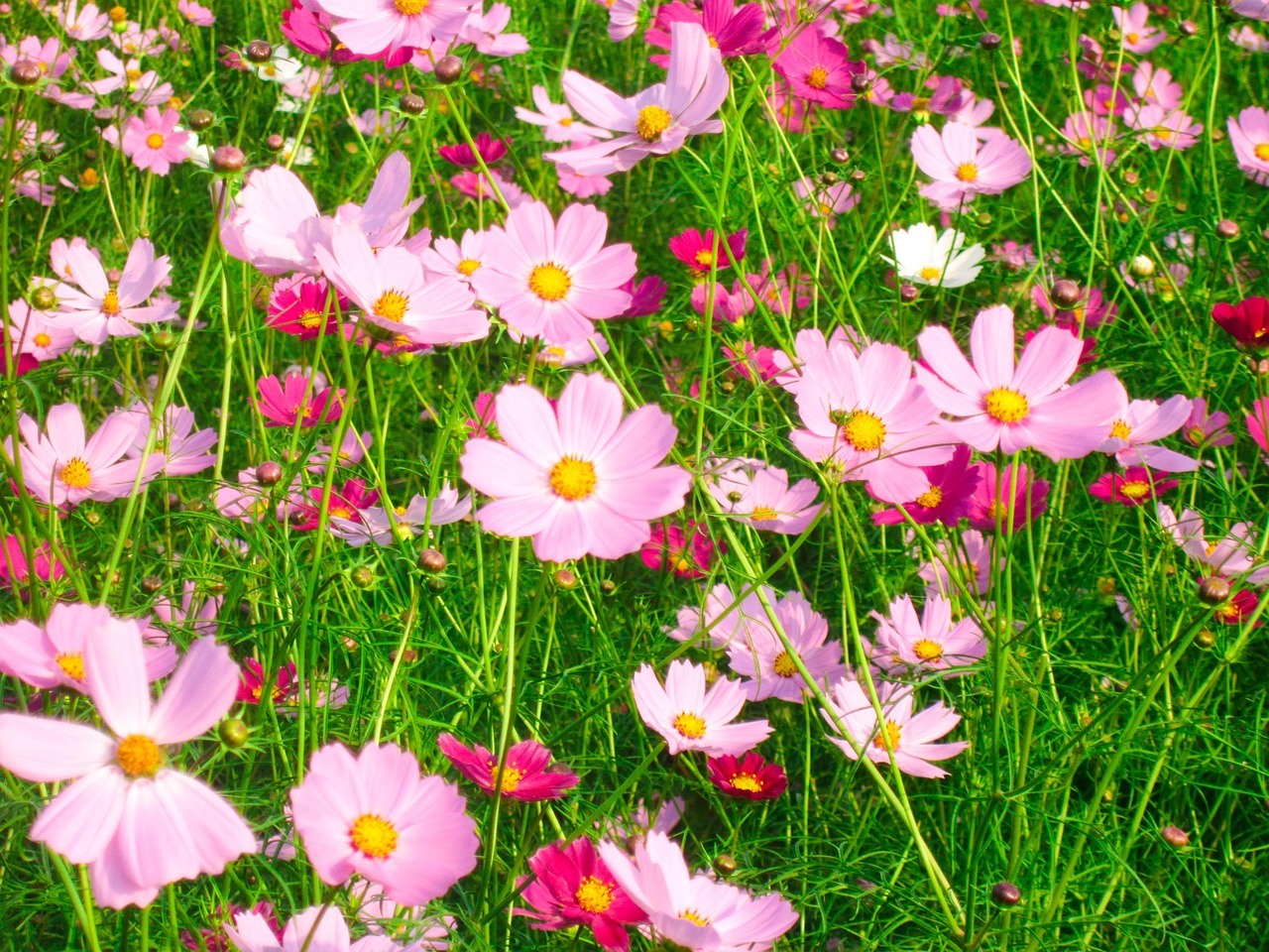 Cosmos Bipinnatus Fleur De - Photo gratuite sur Pixabay - Pixabay