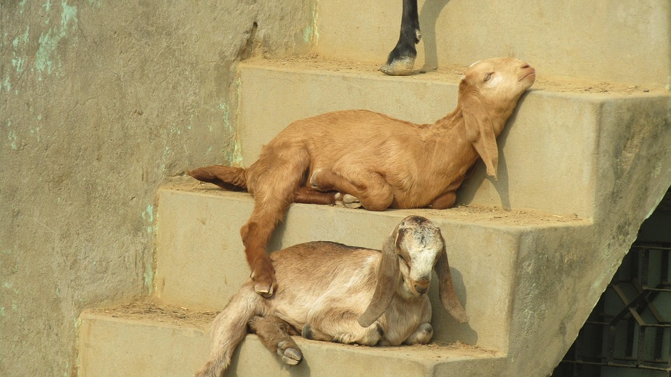 India Munnar Kambing - Foto gratis di Pixabay - Pixabay