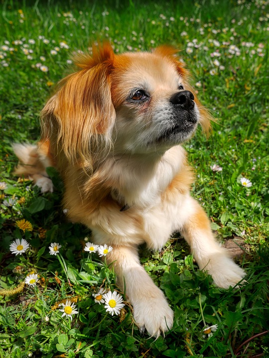 Dog Terrier Paws - Free photo on Pixabay