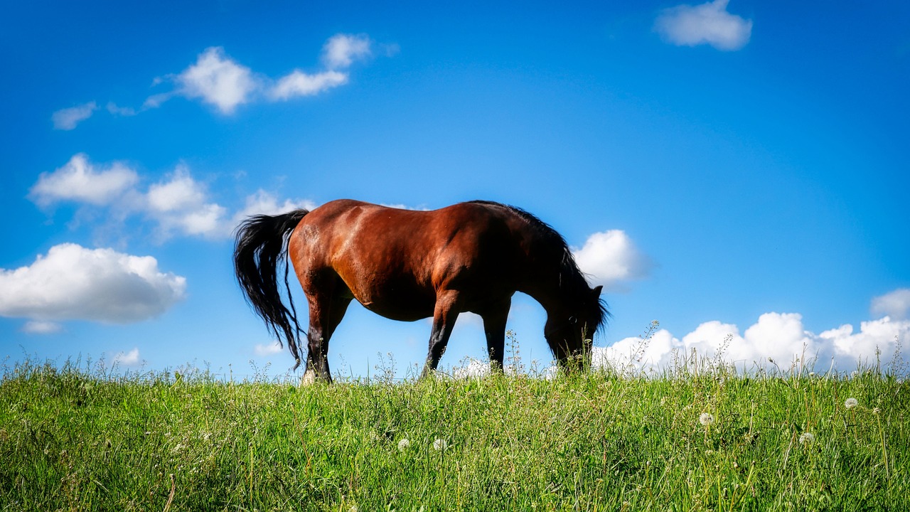 40+ Free Gauls & Horse Photos - Pixabay