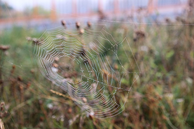 Spinnenweb Spinneweb Habitat - Gratis foto op Pixabay - Pixabay