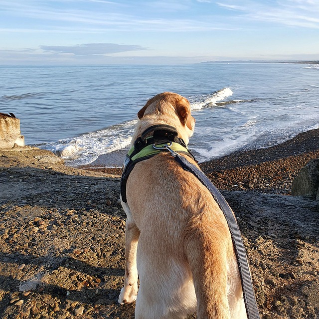 Chien Labrador Mer - Photo gratuite sur Pixabay