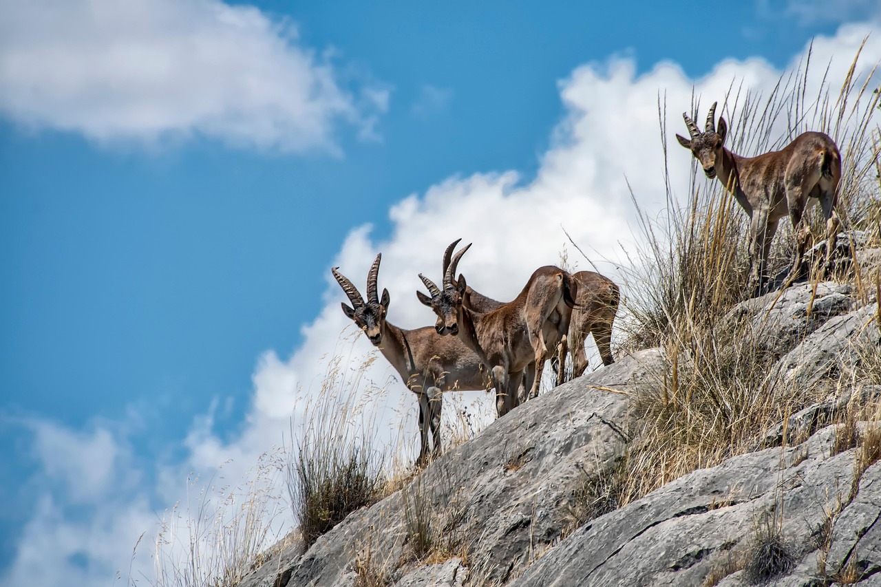 100,000+ Free Mountain Goats & Goat Images - Pixabay