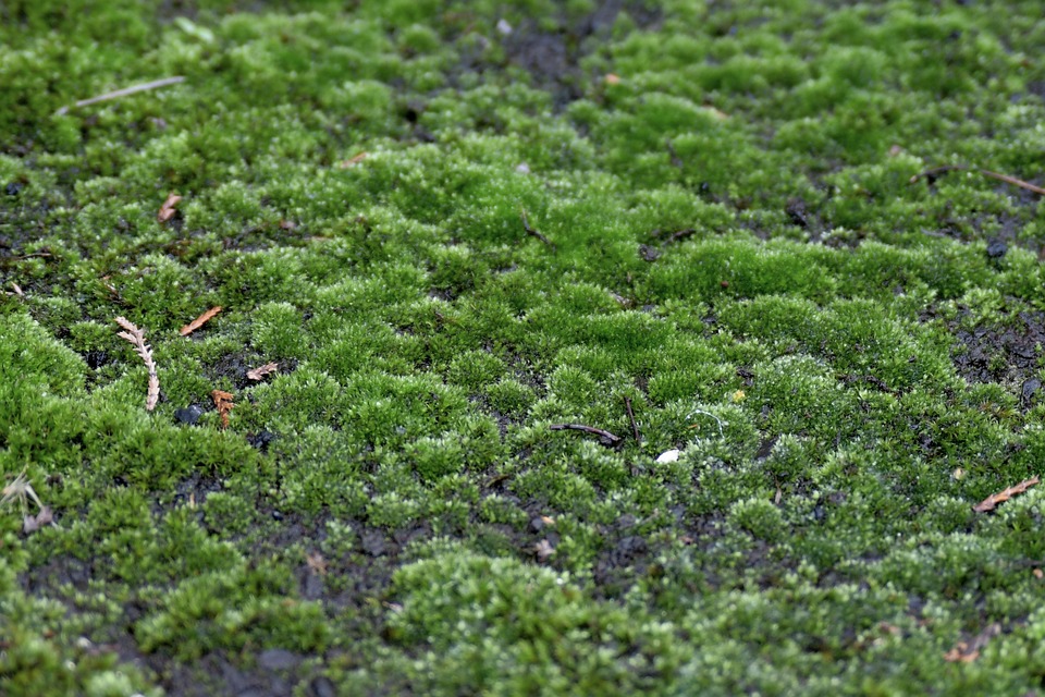 Mousse La Nature Asphalte - Photo gratuite sur Pixabay