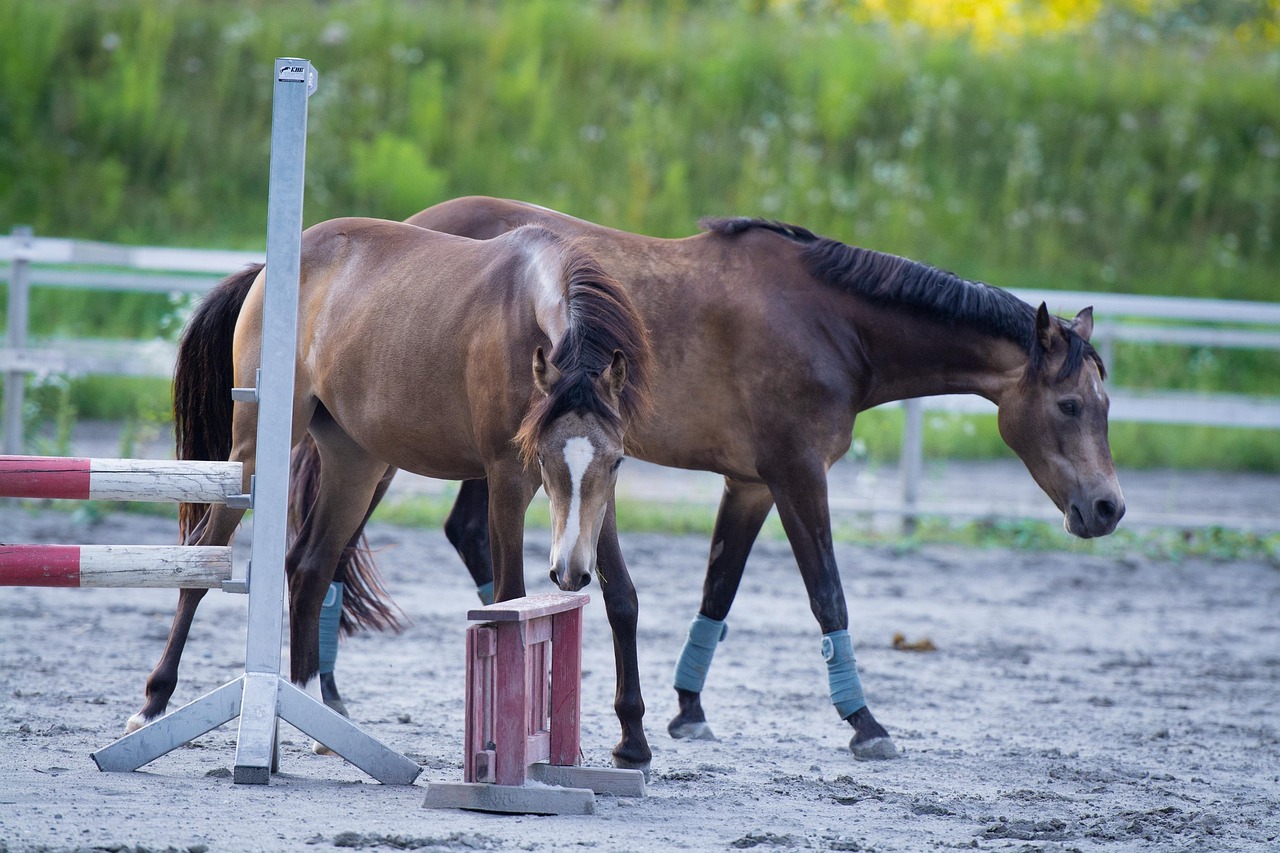 Más de 100 imágenes gratis de Ponis y Naturaleza - Pixabay