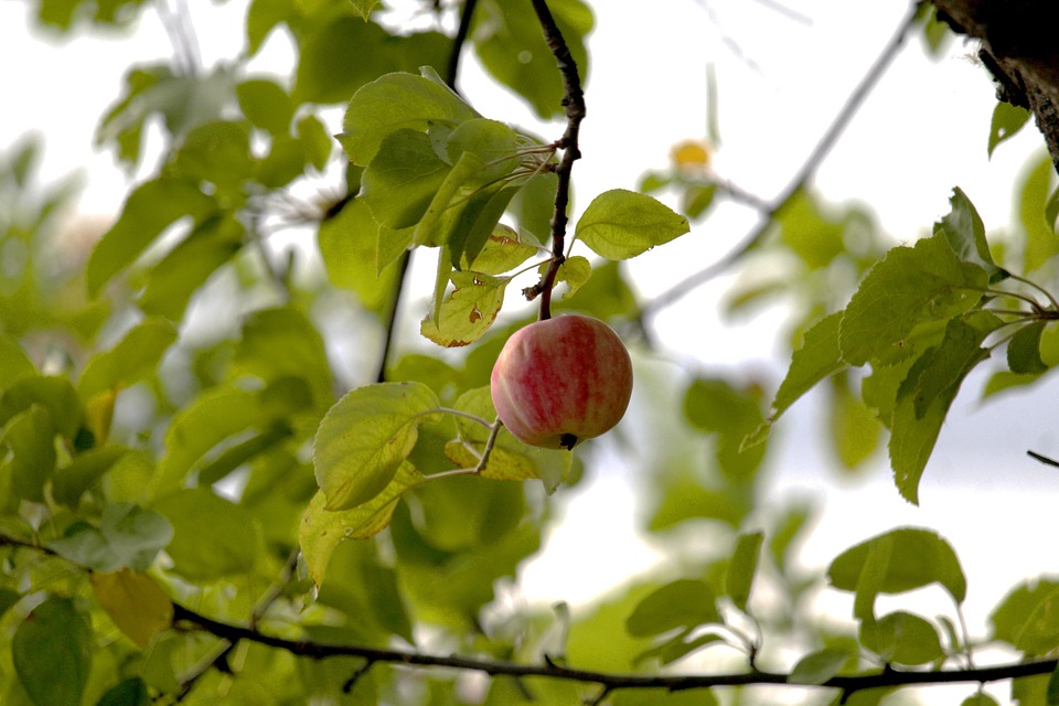 Apple Fruit Food - Free photo on Pixabay