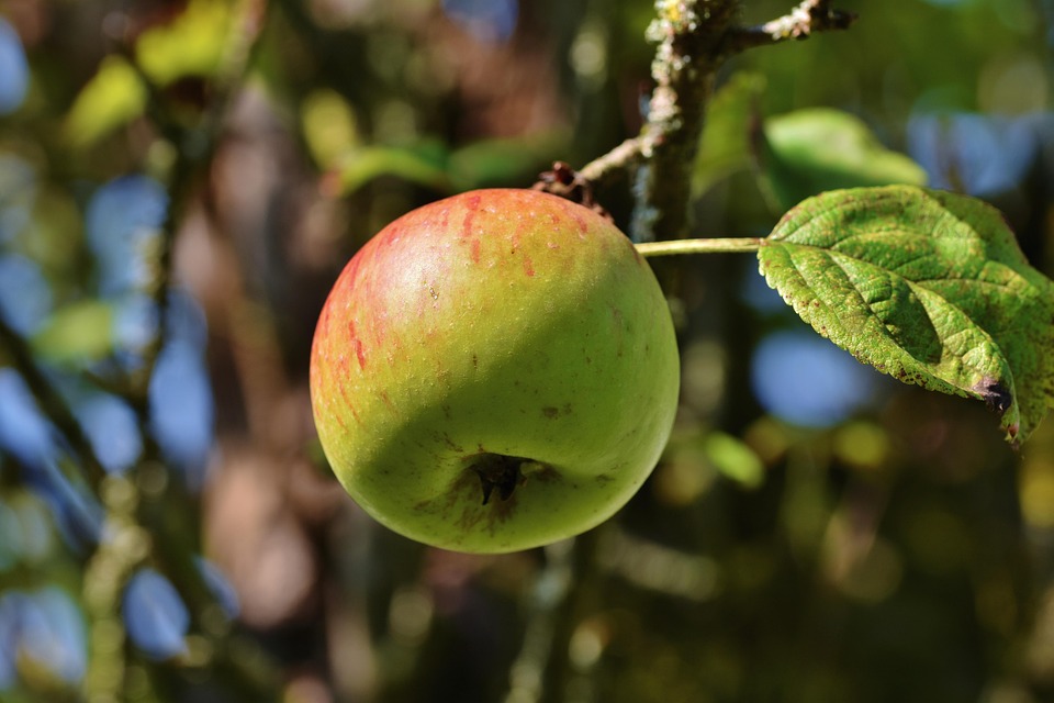 Fruit Pomme Biologique En Bonne - Photo gratuite sur Pixabay - Pixabay