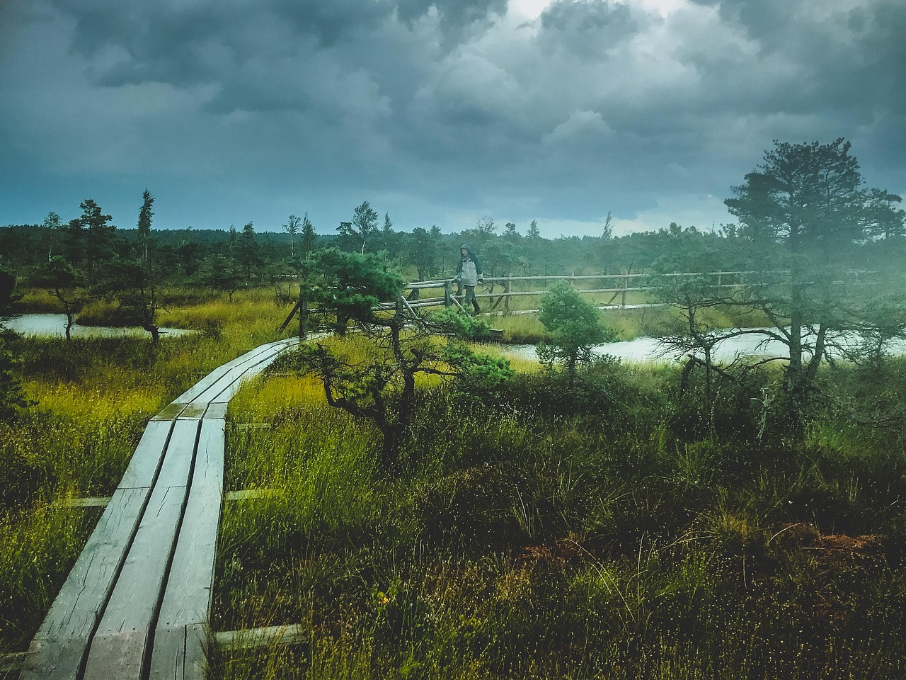 Dark Ecosystem Environment - Free photo on Pixabay - Pixabay