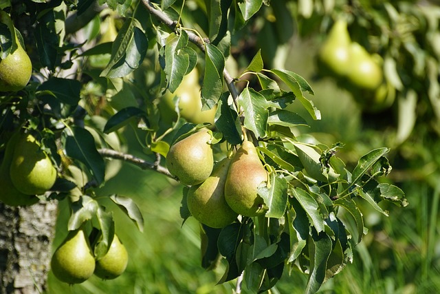 Peras Frutas Comida - Foto gratis en Pixabay