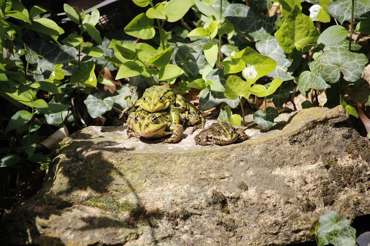 Grenouilles Amphibiens - Photo gratuite sur Pixabay - Pixabay
