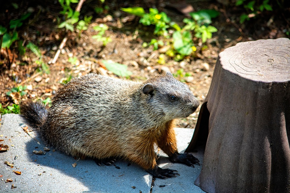 Groundhog Woodchuck Animal - Free photo on Pixabay