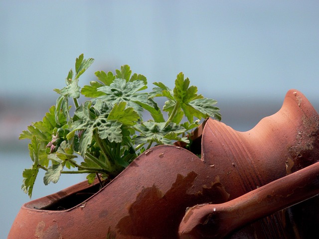 Geranium Leaves Clay Pot - Free photo on Pixabay - Pixabay