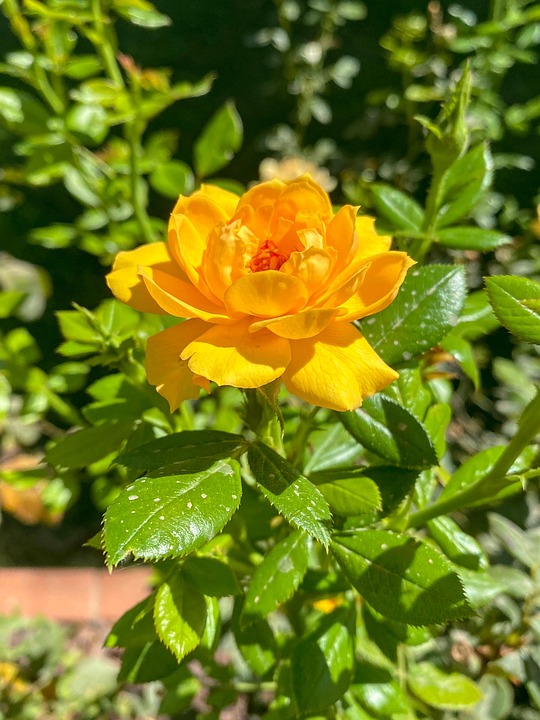 Golden Celebration Flower Plant - Free photo on Pixabay - Pixabay