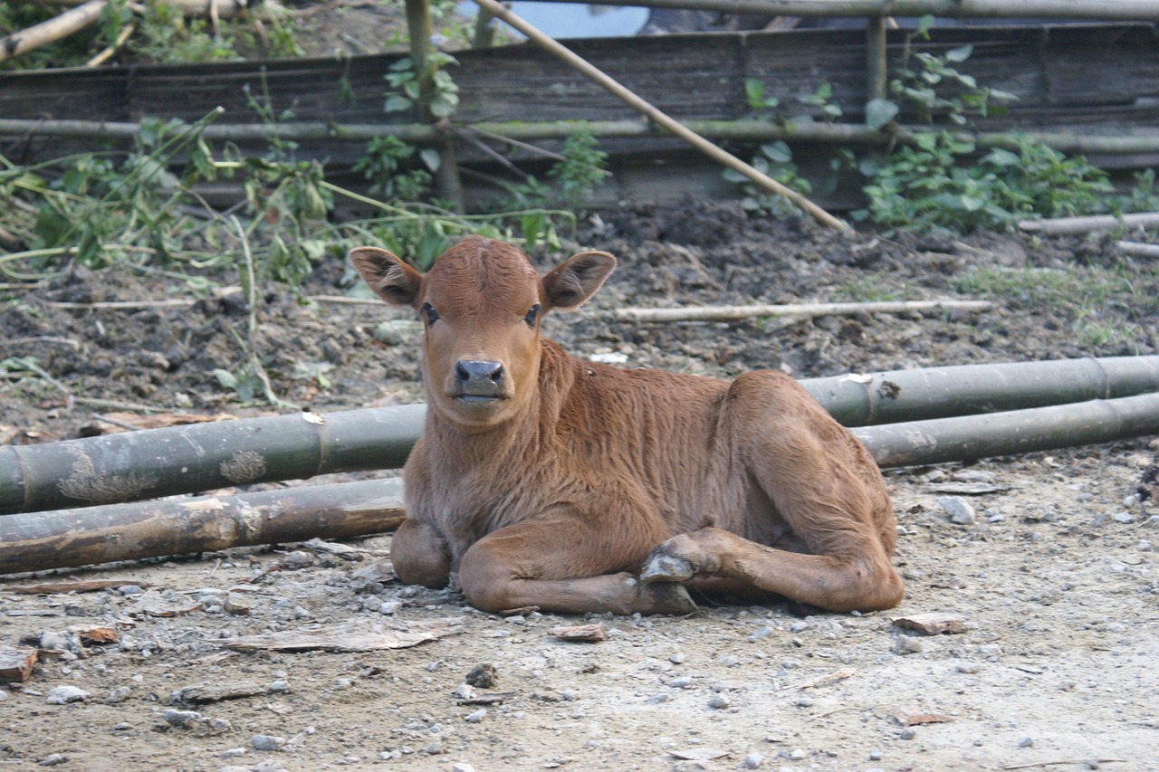 Cow Calf Cattle - Free photo on Pixabay - Pixabay
