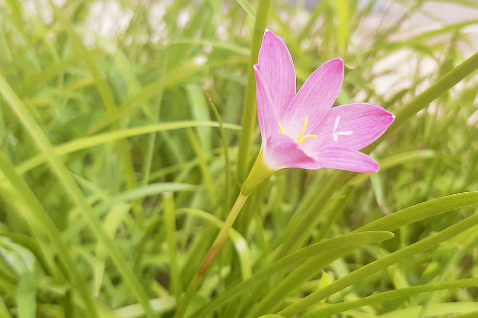 Crocus Fleur Rose - Photo gratuite sur Pixabay - Pixabay