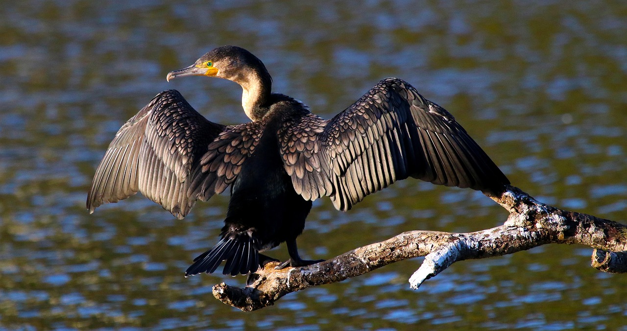 Cormorant Bird Perched - Free photo on Pixabay