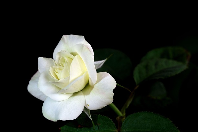 100,000+ Free White Rose & Rose Photos - Pixabay