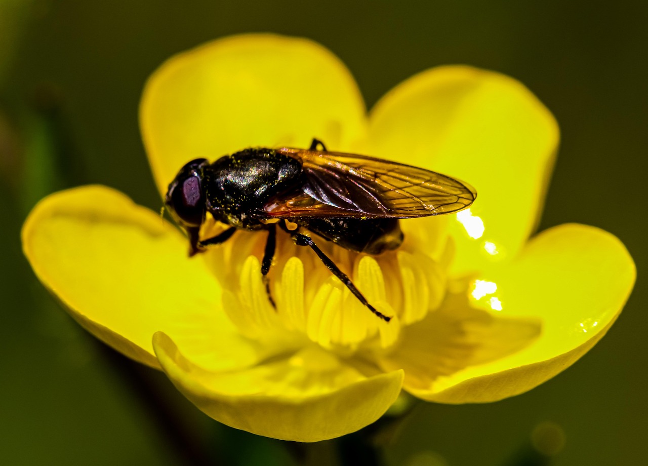 Insecto Polinizar Polinización - Foto gratis en Pixabay - Pixabay
