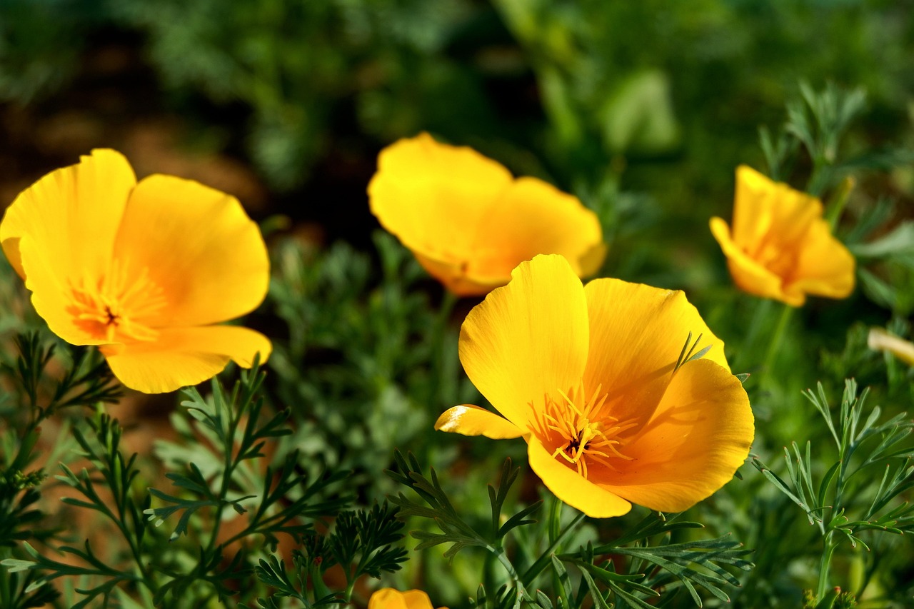 100+ Free California Poppy & Nature Images - Pixabay