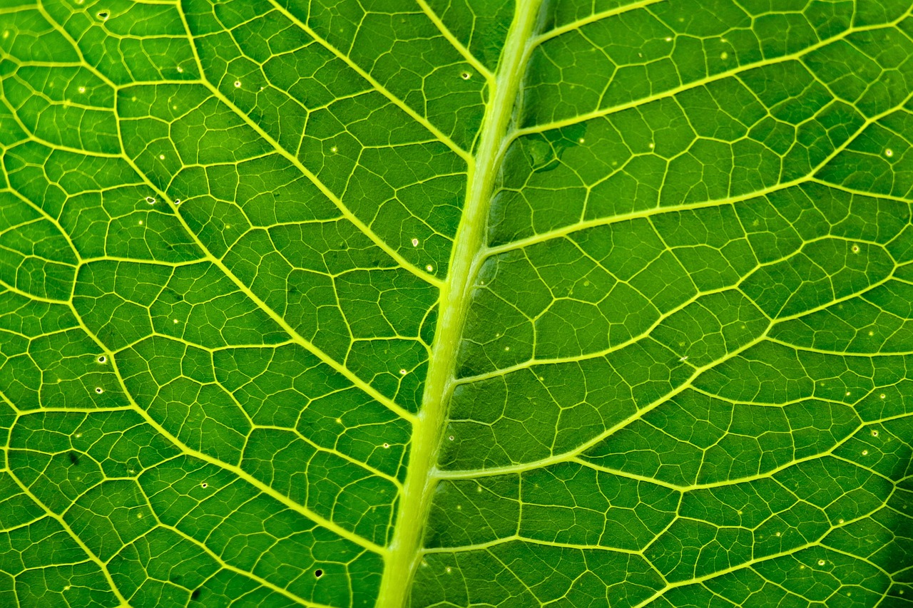 Folha Folhagem Veias - Foto gratuita no Pixabay - Pixabay