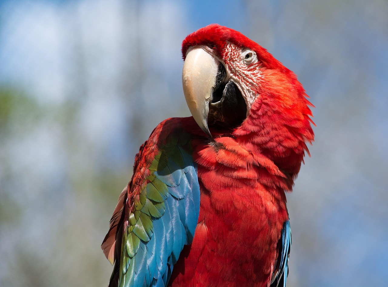 Parrot Bird Colorful - Free photo on Pixabay - Pixabay