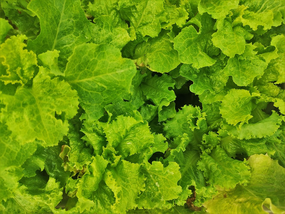 Lechuga Orgánico Vegetal - Foto gratis en Pixabay - Pixabay