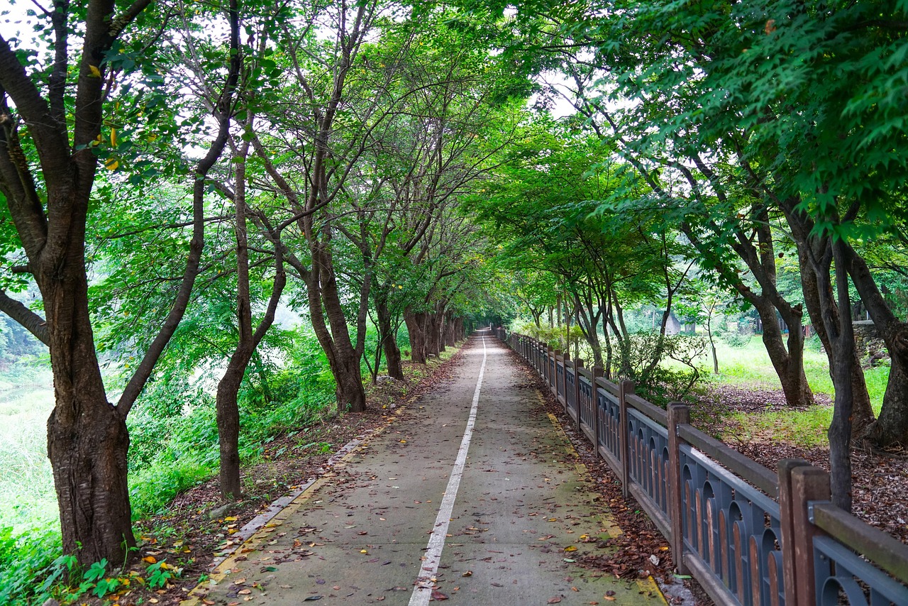Piste Route Colonnade Arboretum De - Photo gratuite sur Pixabay - Pixabay