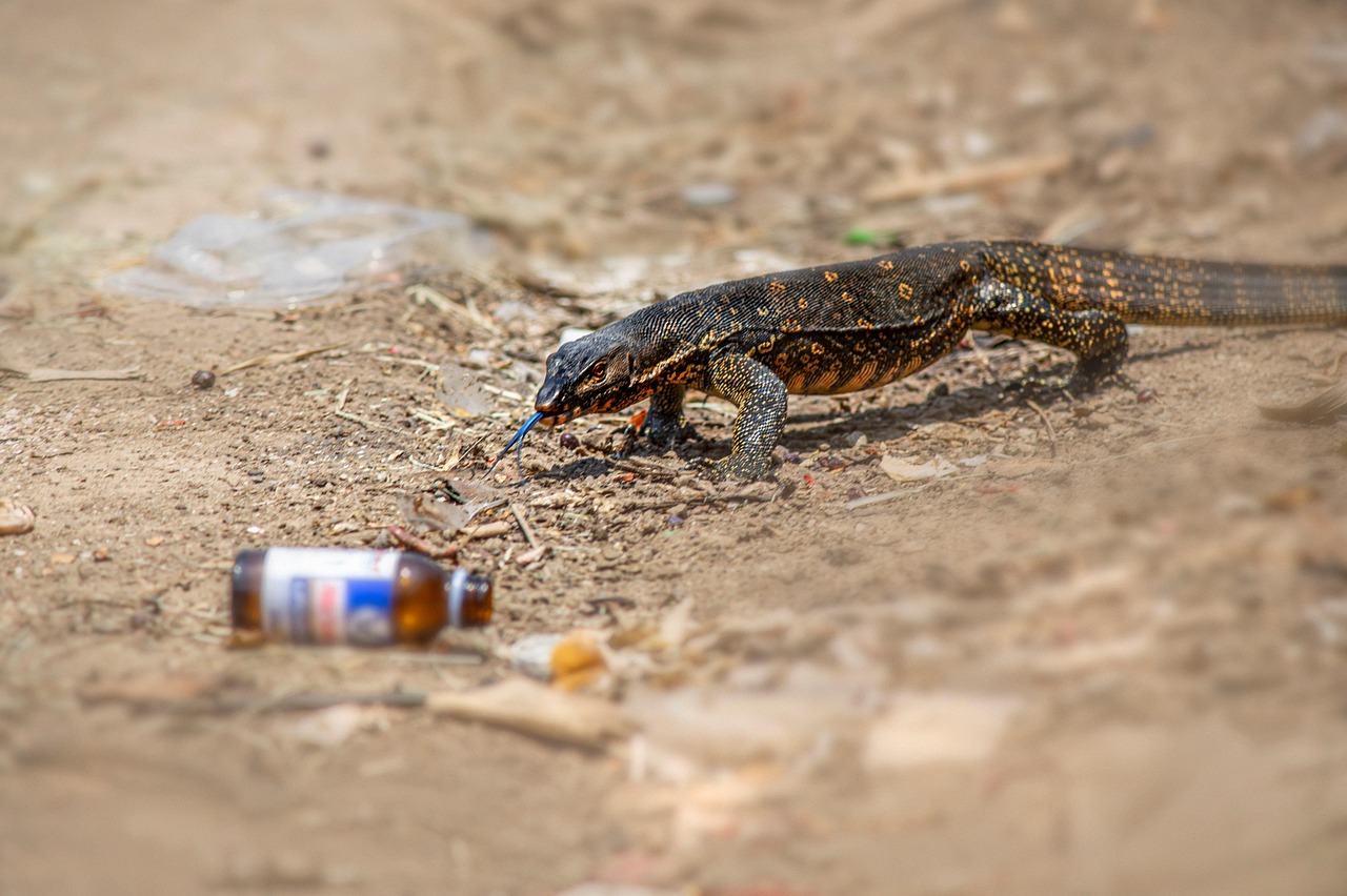 Asia Water Monitor Reptil Satwa - Foto gratis di Pixabay - Pixabay
