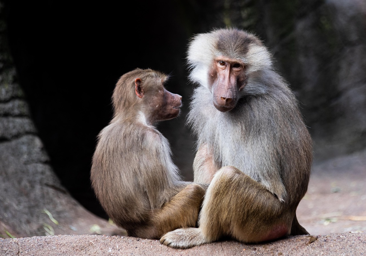 Baboons Primates Animals - Free photo on Pixabay