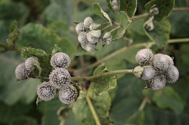 Burdock Flower Buds - Free photo on Pixabay - Pixabay