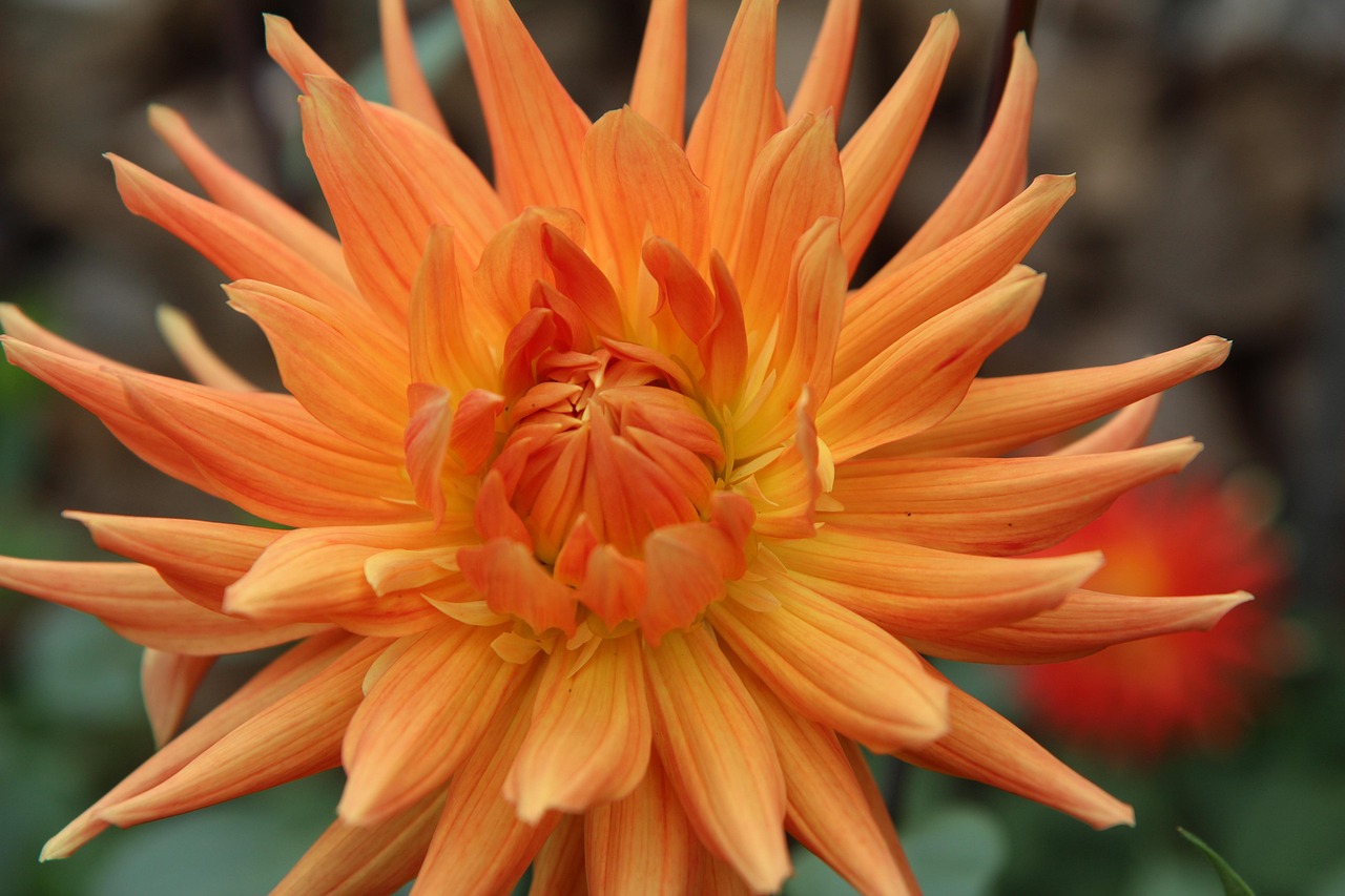 Dahlia Bunga Kebun - Foto gratis di Pixabay - Pixabay