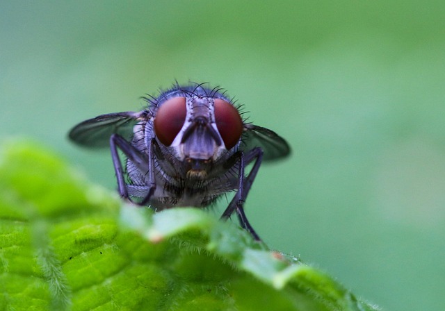 Fly Insect Animal Winged - Free photo on Pixabay