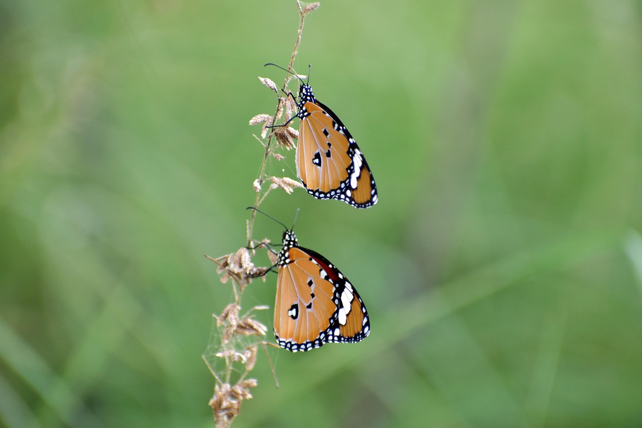 Schmetterlinge Insekten Paar - Kostenloses Foto auf Pixabay - Pixabay