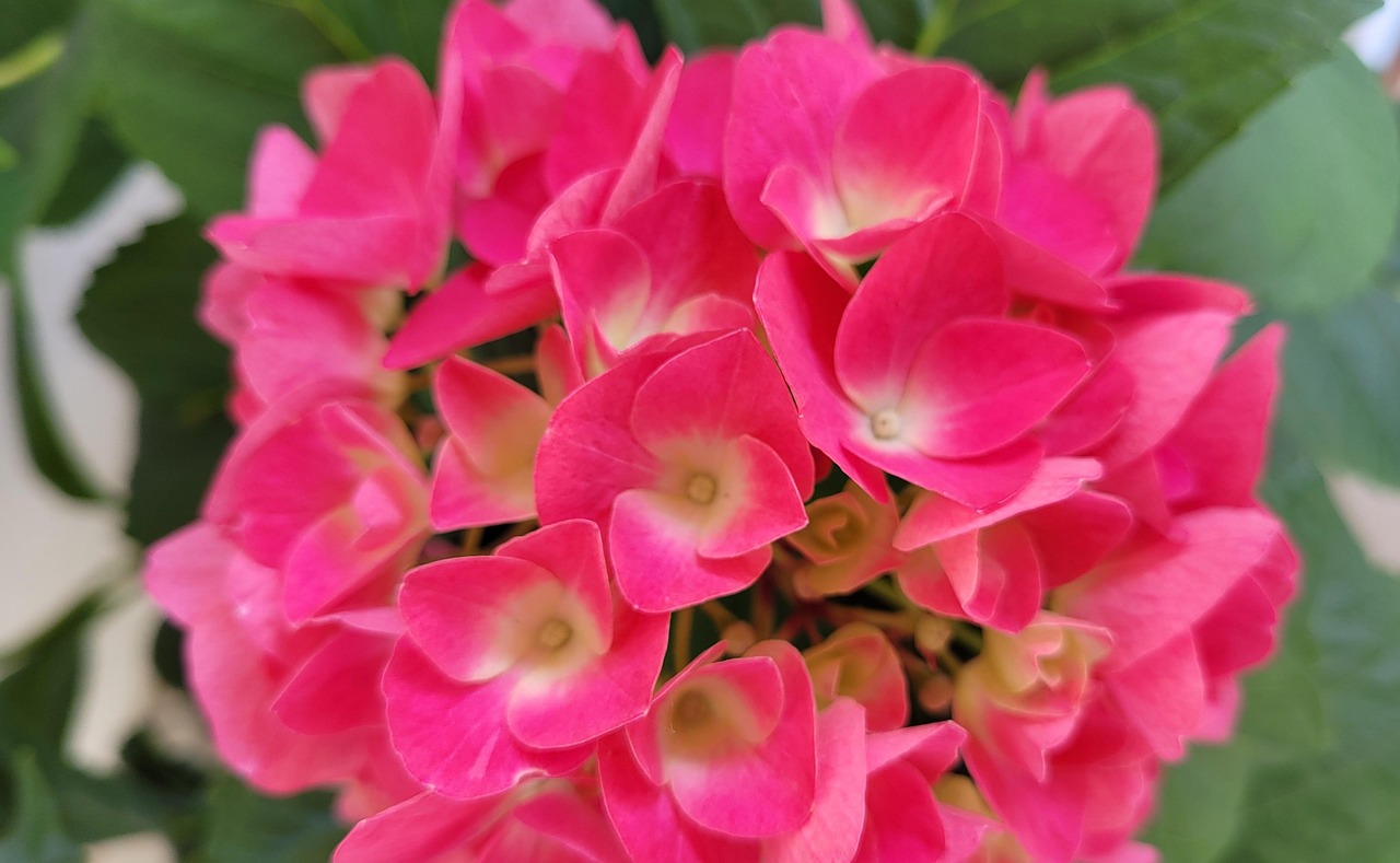 Hydrangea Bunga-Bunga Kebun - Foto gratis di Pixabay - Pixabay