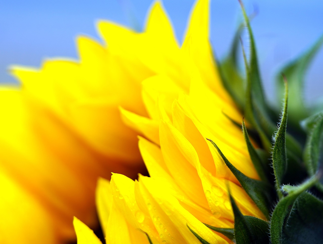 10,000+ Sunflower Images & Pictures [HD] - Pixabay