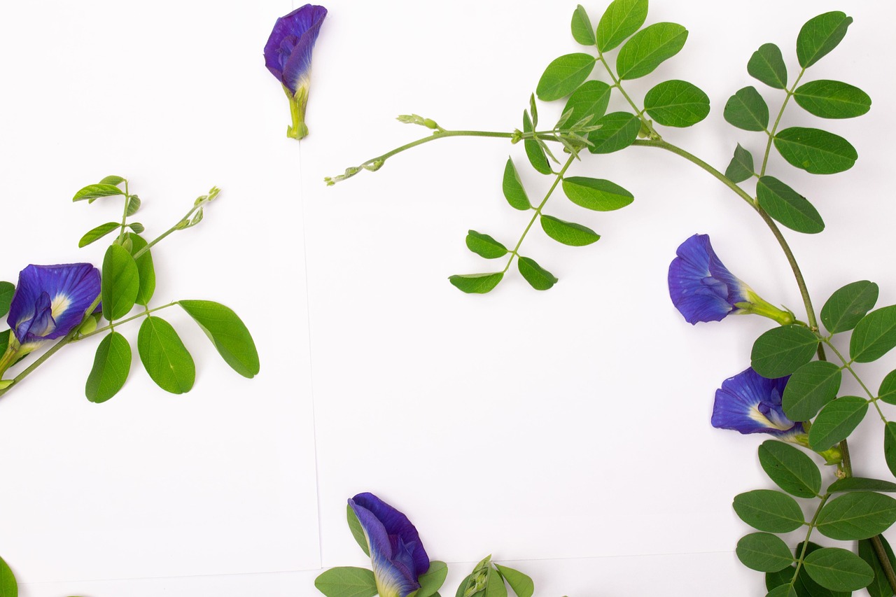 Butterfly Pea Flowers Leaves Blue - Free photo on Pixabay - Pixabay
