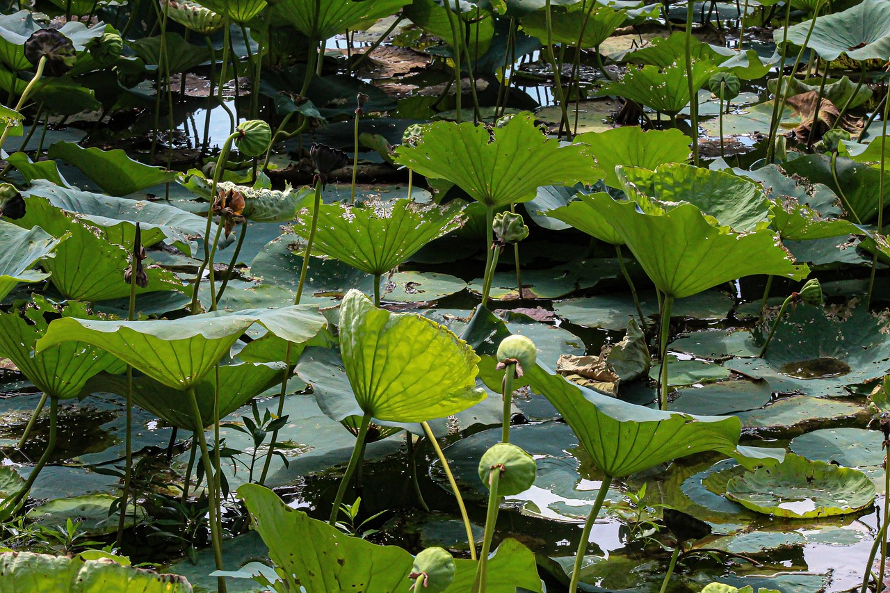 Lily Pads Lotus Lilies - Free photo on Pixabay - Pixabay