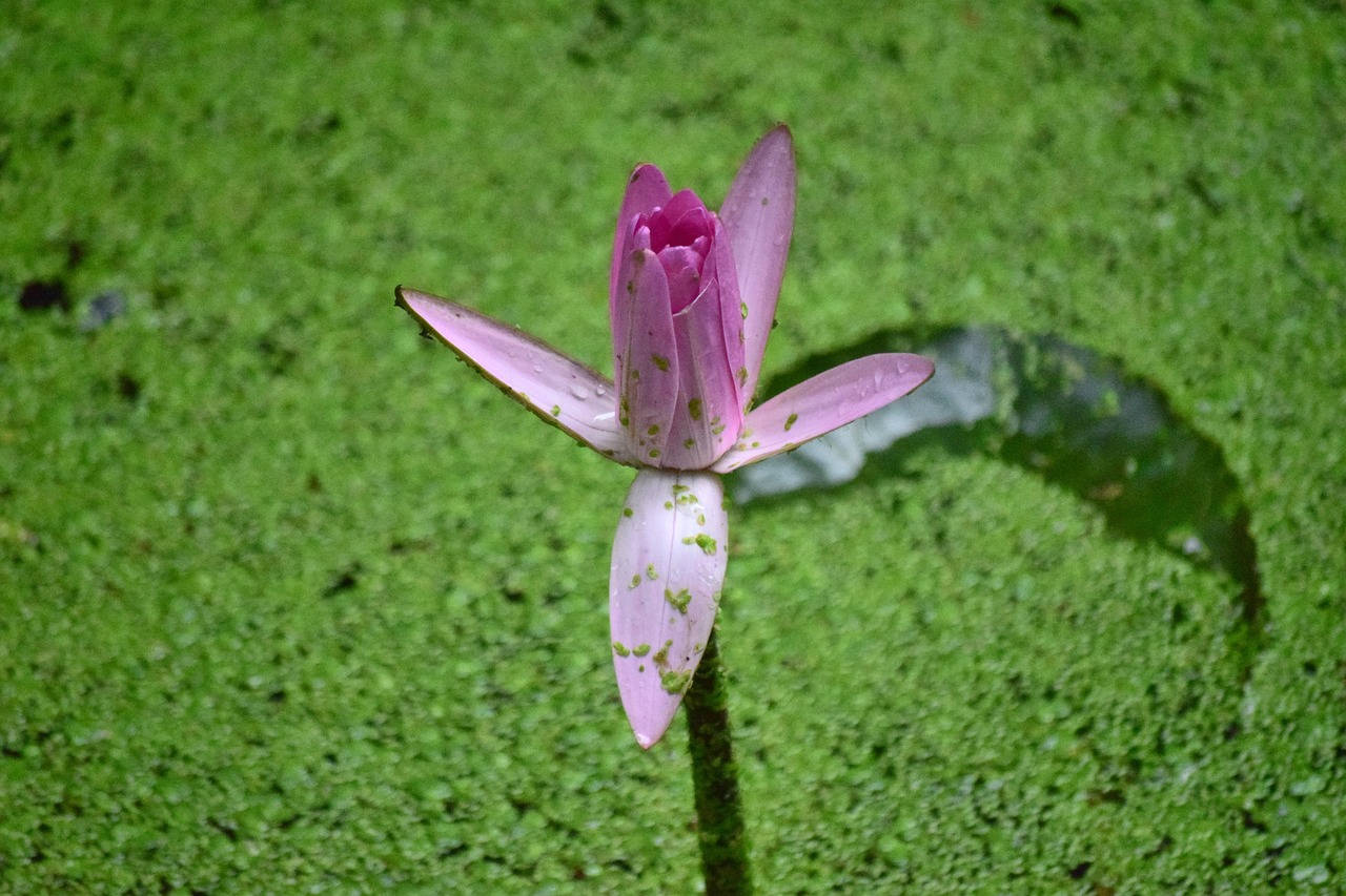 Lilly Kolam Bunga - Foto gratis di Pixabay - Pixabay