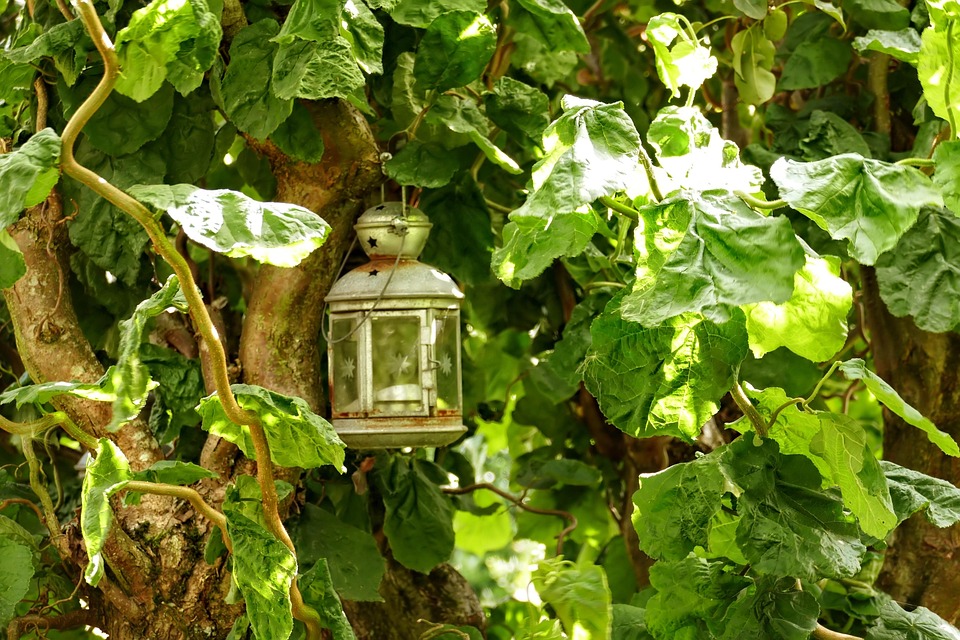 Lantern Tree Leaves - Free photo on Pixabay - Pixabay