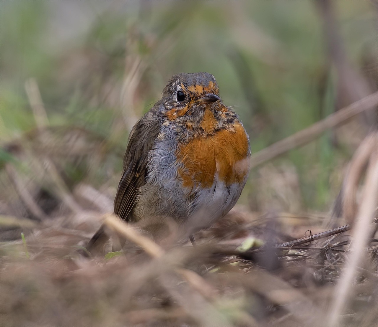 Robin Burung Duduk Dada - Foto gratis di Pixabay - Pixabay