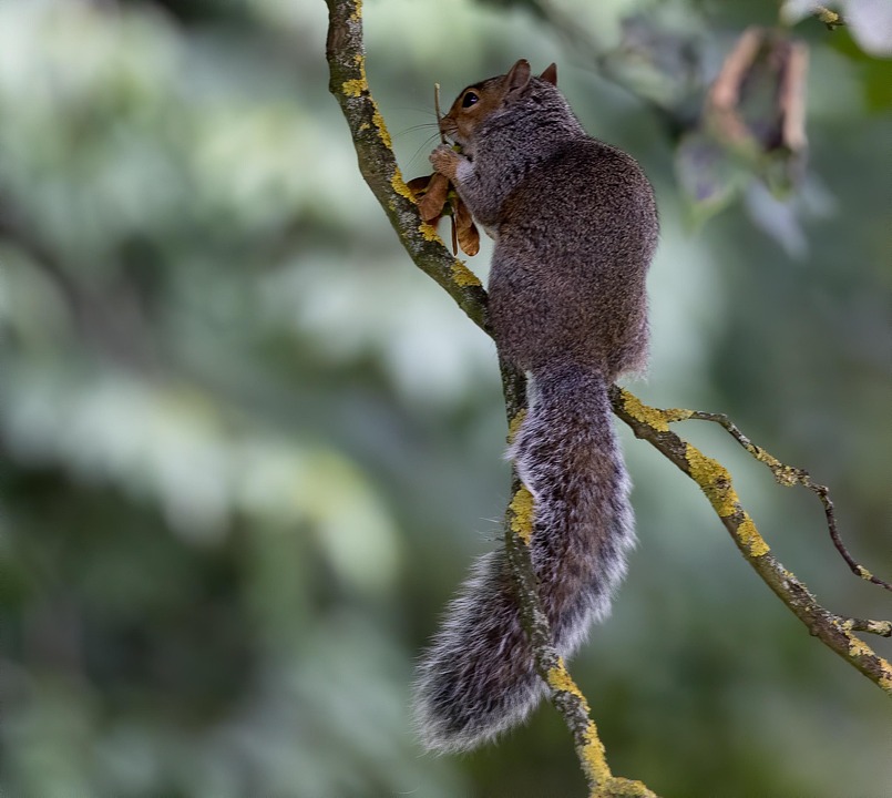 Squirrel Rodent Foraging - Free photo on Pixabay