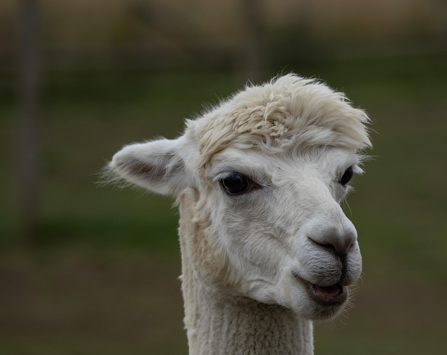 Alpaca Farm Animal - Free photo on Pixabay