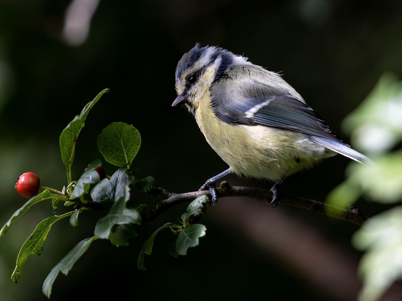 Blue Tit Bird Perched - Free photo on Pixabay - Pixabay
