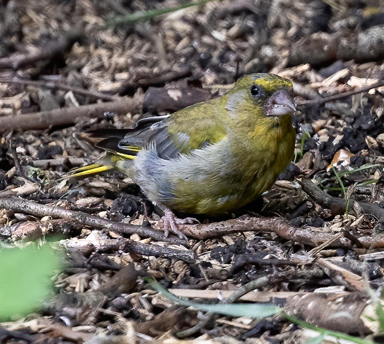 Finchada Verde Pájaro Sentado - Foto gratis en Pixabay - Pixabay