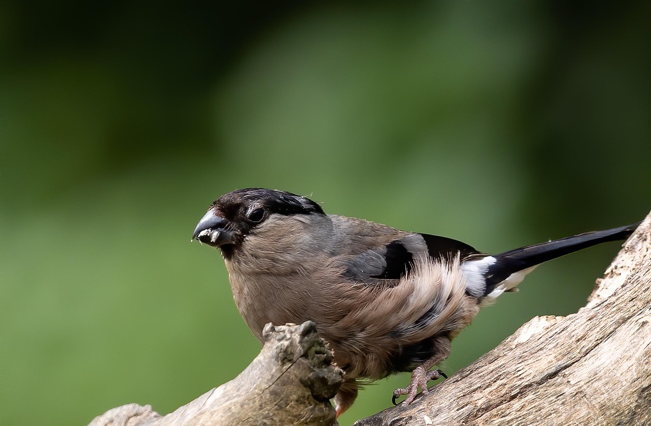 Bullfinch Bird Perched - Free photo on Pixabay - Pixabay